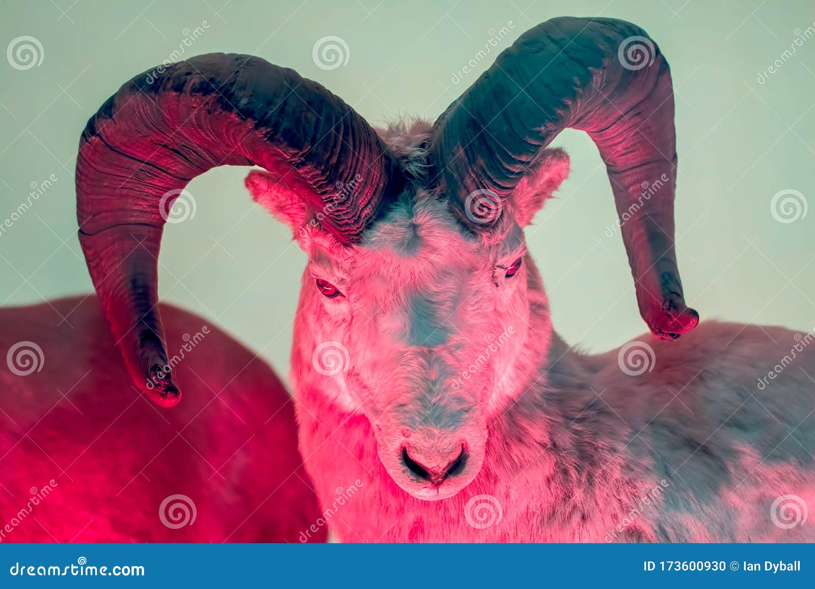 Mystical Beast. Pan Devil Creature. Dall Sheep Over Red Light Stock ...
