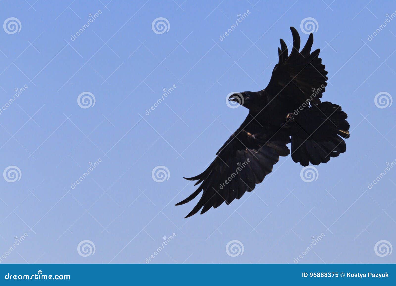 Mystical Black Raven Flying through the Sky Stock Image - Image of ...