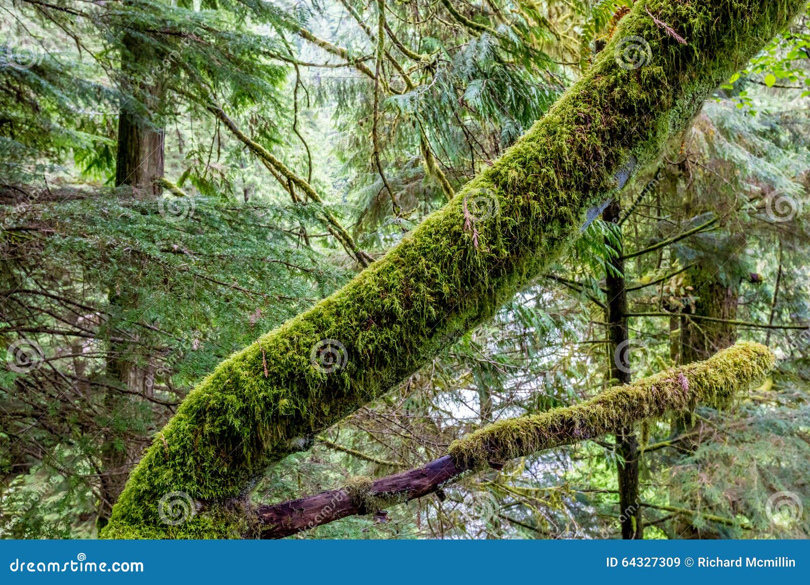A Mystical Cedar Log Heavily Covered with Moss Stock Image - Image of ...
