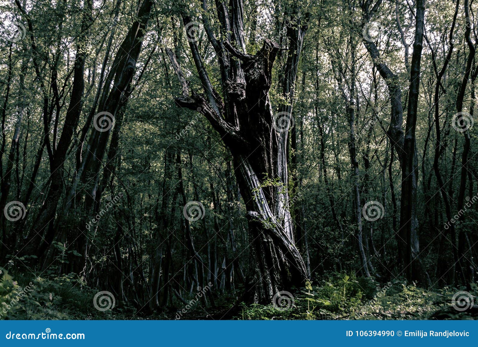 Mystical Dark Big Old Tree on a Spring Day in a Dense Forest Stock ...
