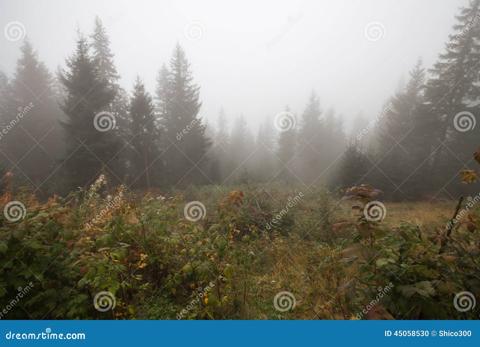 Mystical Deep Fog in a Forest Stock Photo - Image of fantasy, foliage ...