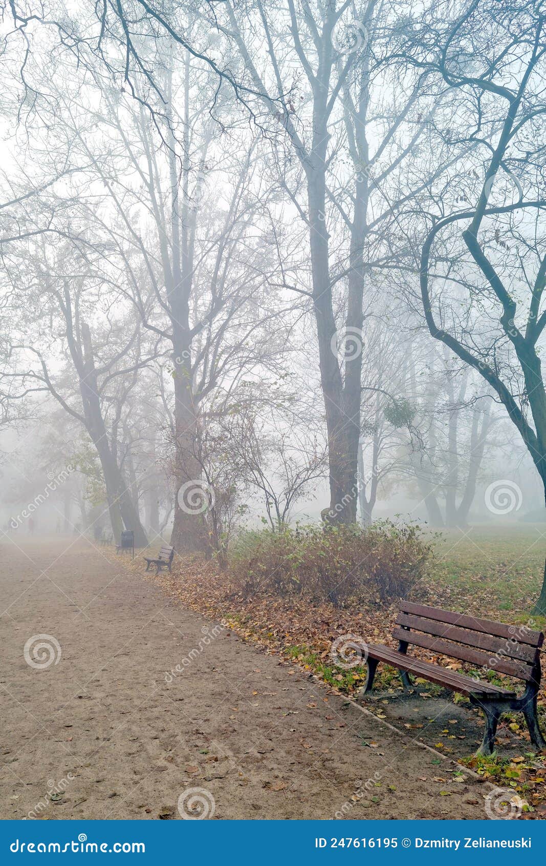 A Mystical Foggy Cold Morning in the Park in the Fall. Stock Image ...