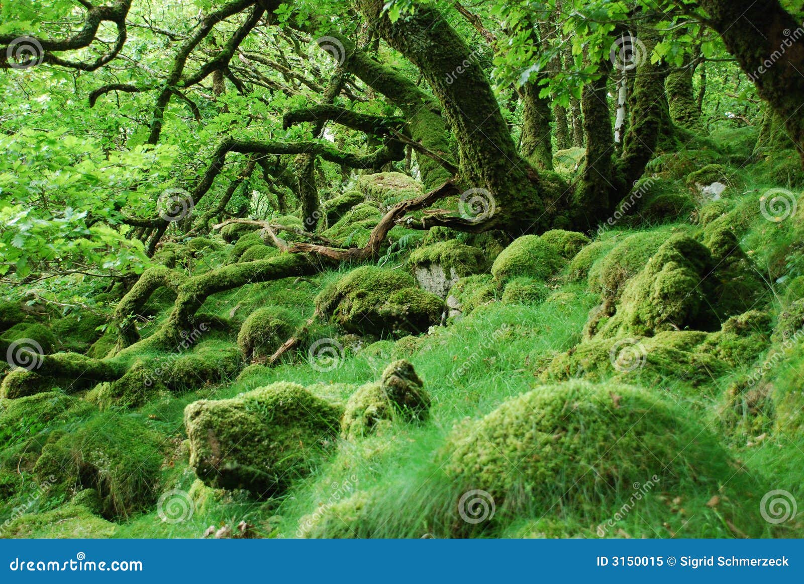 Mystical forest stock image. Image of mystical, moos, green - 3150015