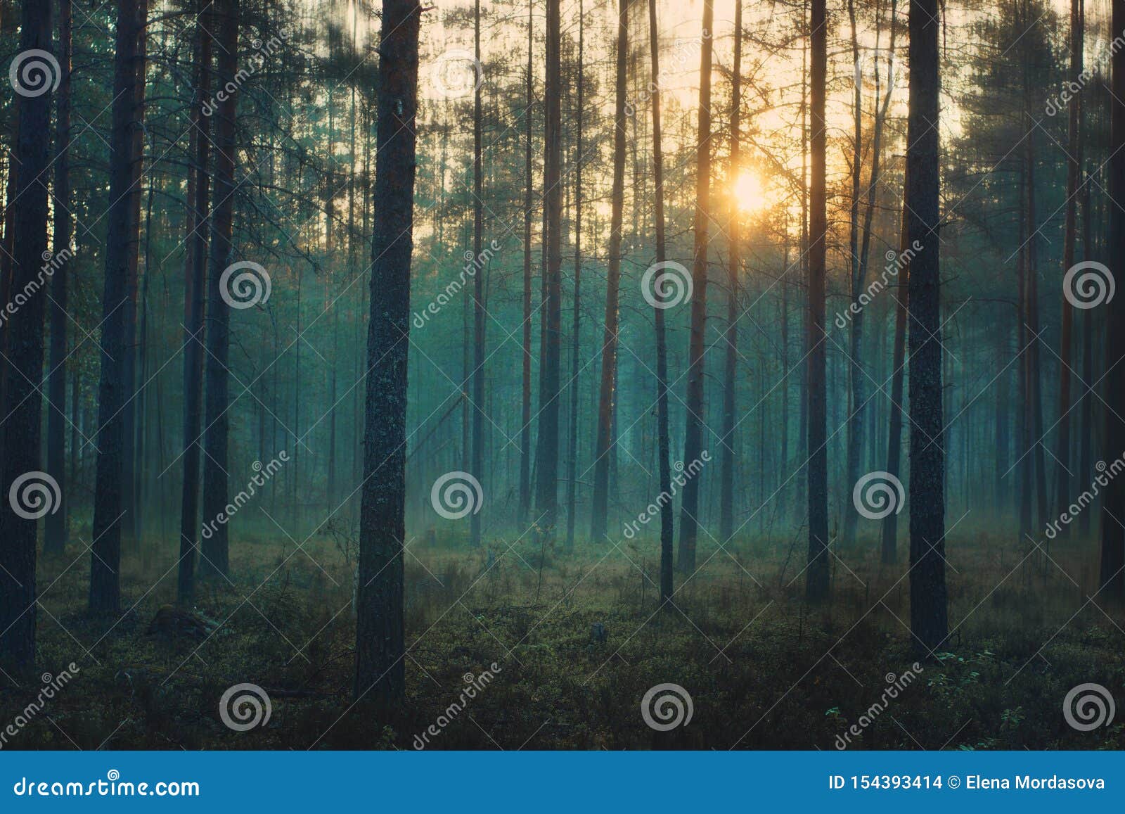Mystical Forest at Dawn, Blue Mist Stands between the Trunks of the ...