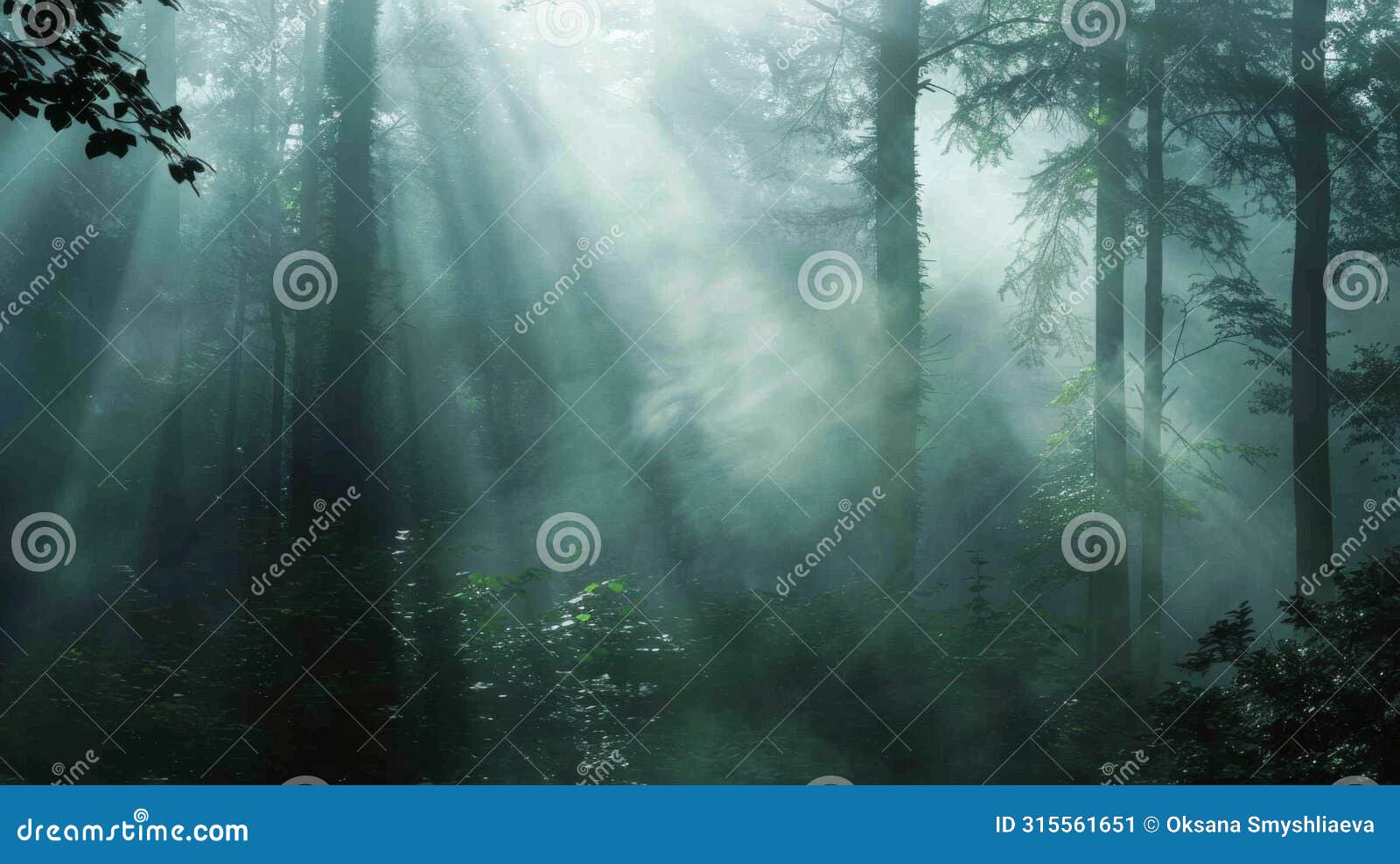 Mystical Forest Light Rays Peeking through Misty Trees Stock Image ...