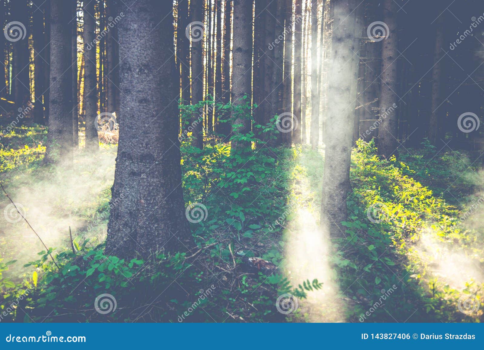 Mystical forest with mist stock photo. Image of lithuanian - 143827406