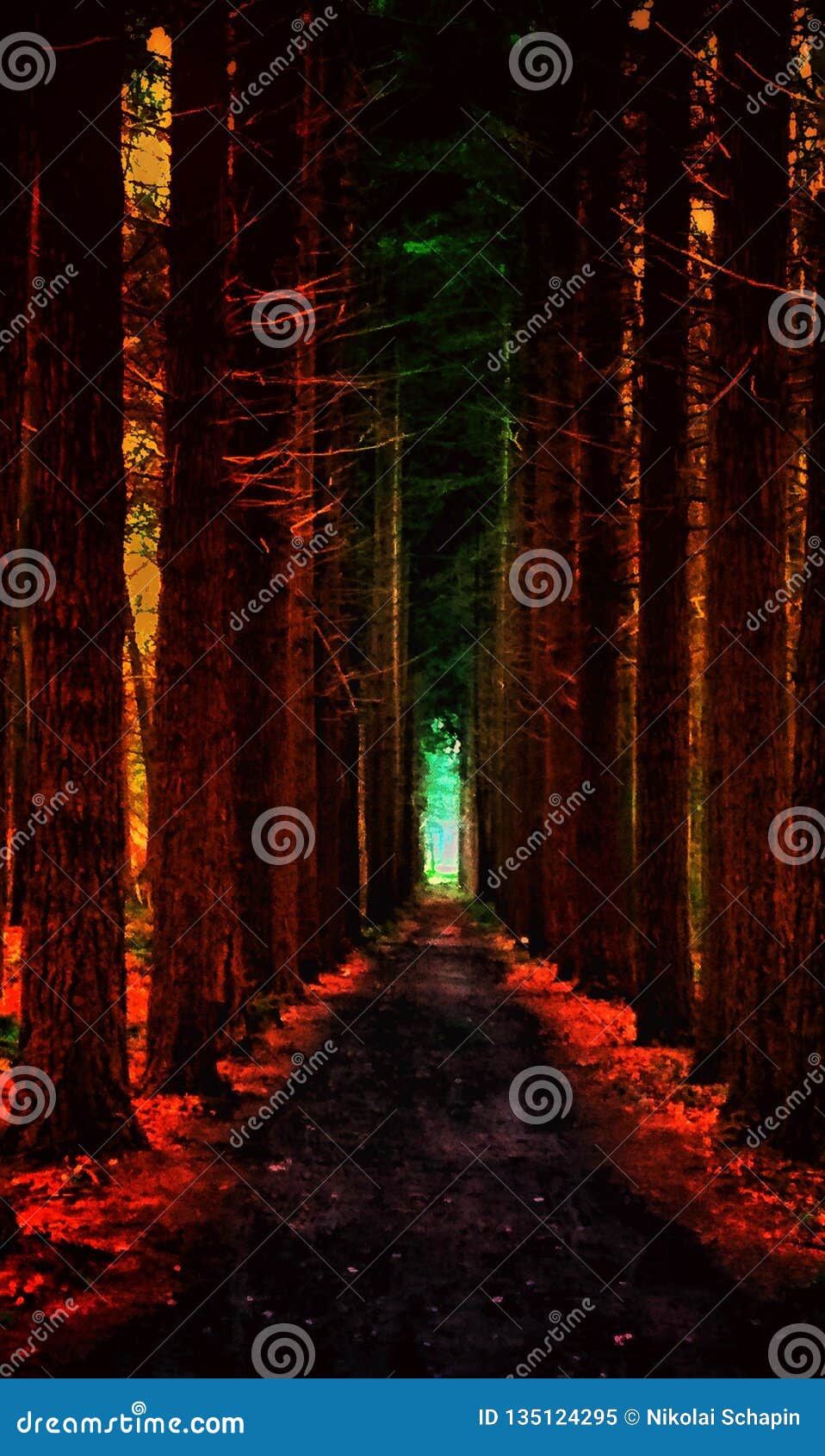 Mystical forest path stock image. Image of green, path - 135124295