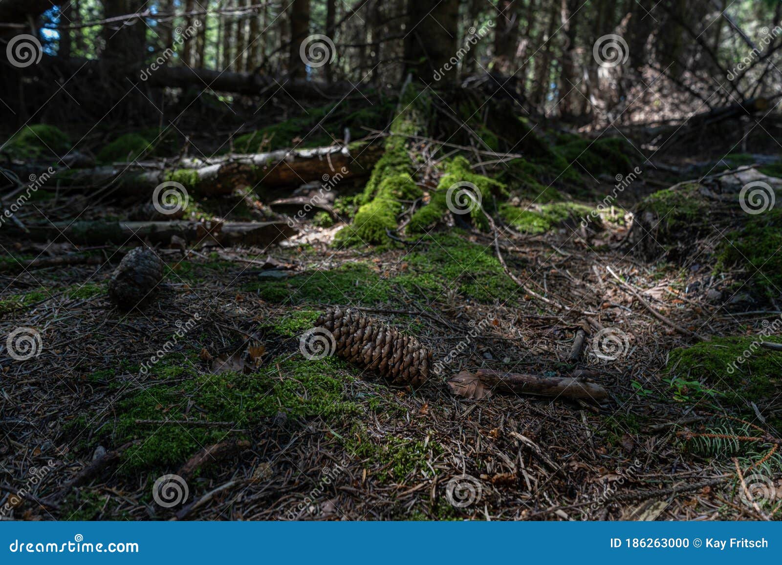Mystical Forest with Root Path and a Tree Lying Over the Path Stock ...
