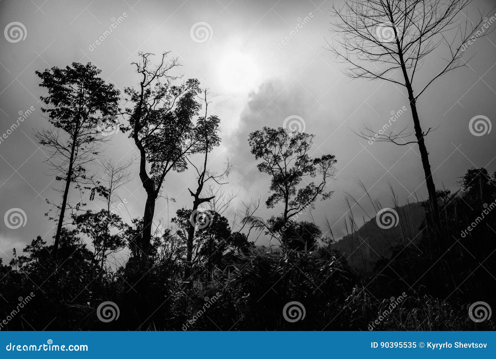 Mystical Forest Trees in Black and White Stock Image - Image of asia ...