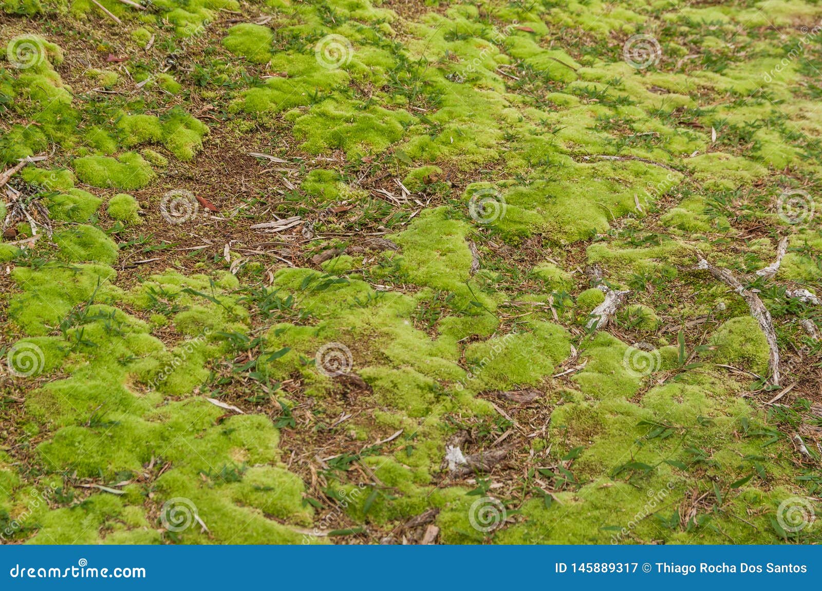Mystical Green Forest of Brazil, Mossy Ground Stock Image - Image of ...