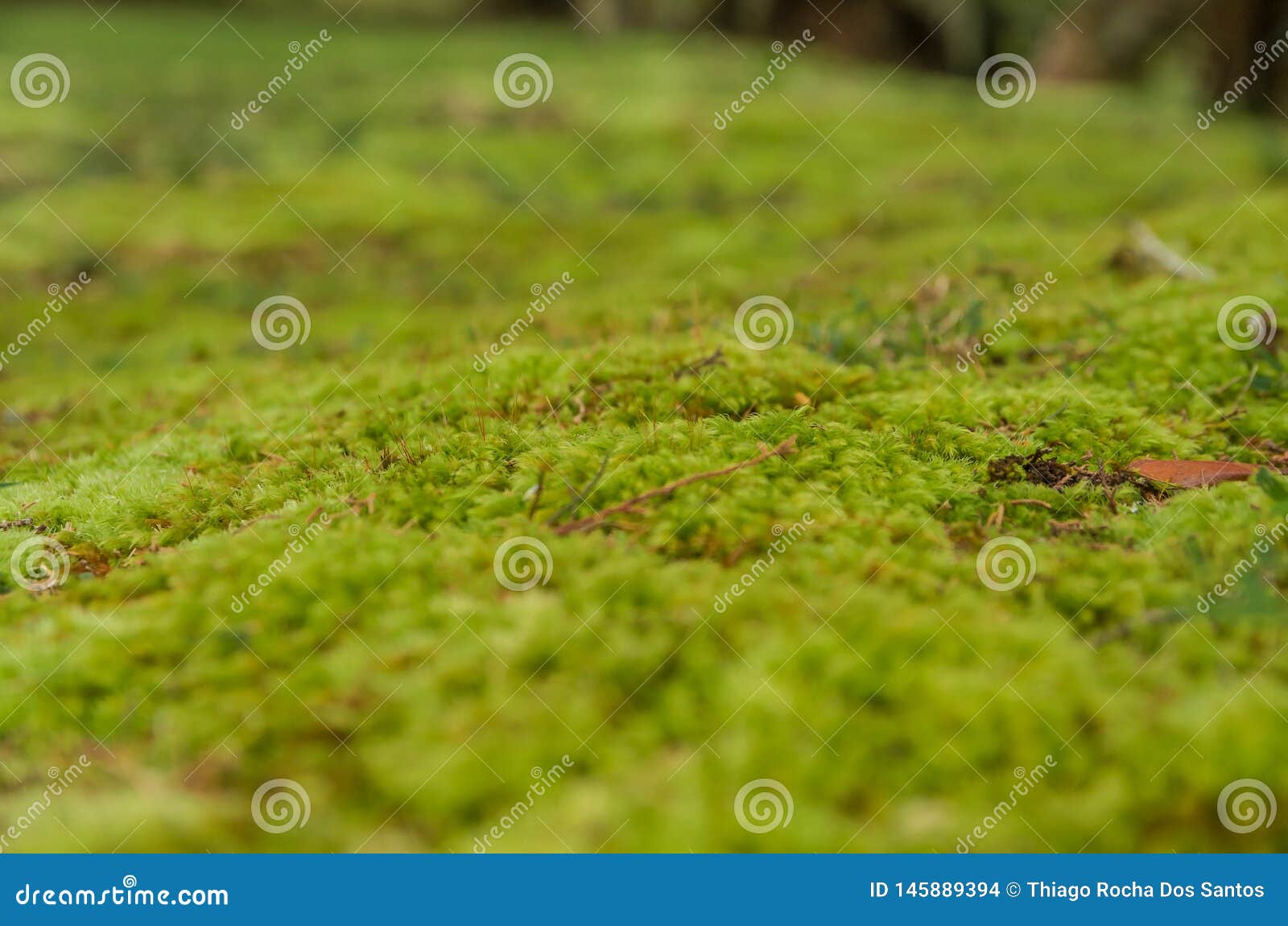 Mystical Green Forest of Brazil, Mossy Ground Stock Photo - Image of ...