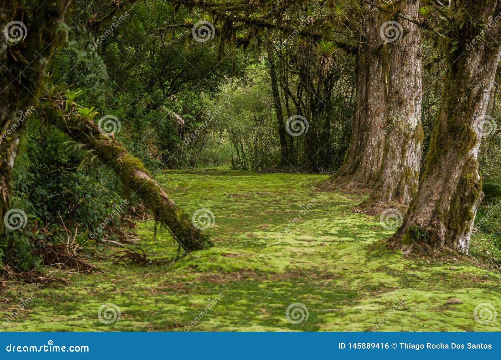 Mystical Green Forest of Brazil, Mossy Ground Stock Photo - Image of ...