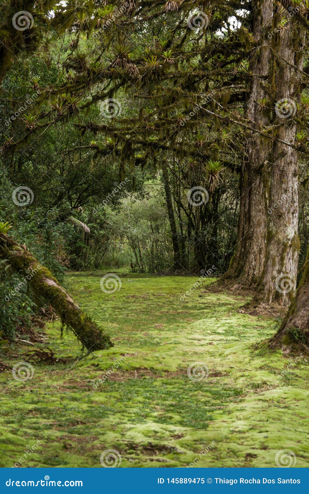 Mystical Green Forest of Brazil, Mossy Ground Stock Image - Image of ...