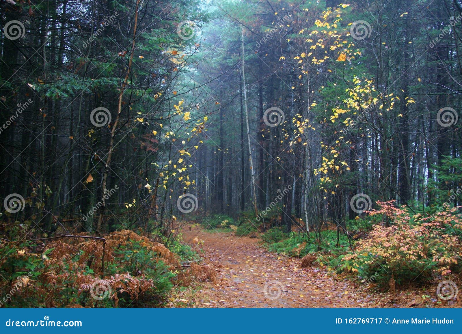 Mystical Magical Beautiful Trees Enchanted Forest Path Stock Image ... Mystical Magical Beautiful Trees Enchanted Forest Path Stock Image ...