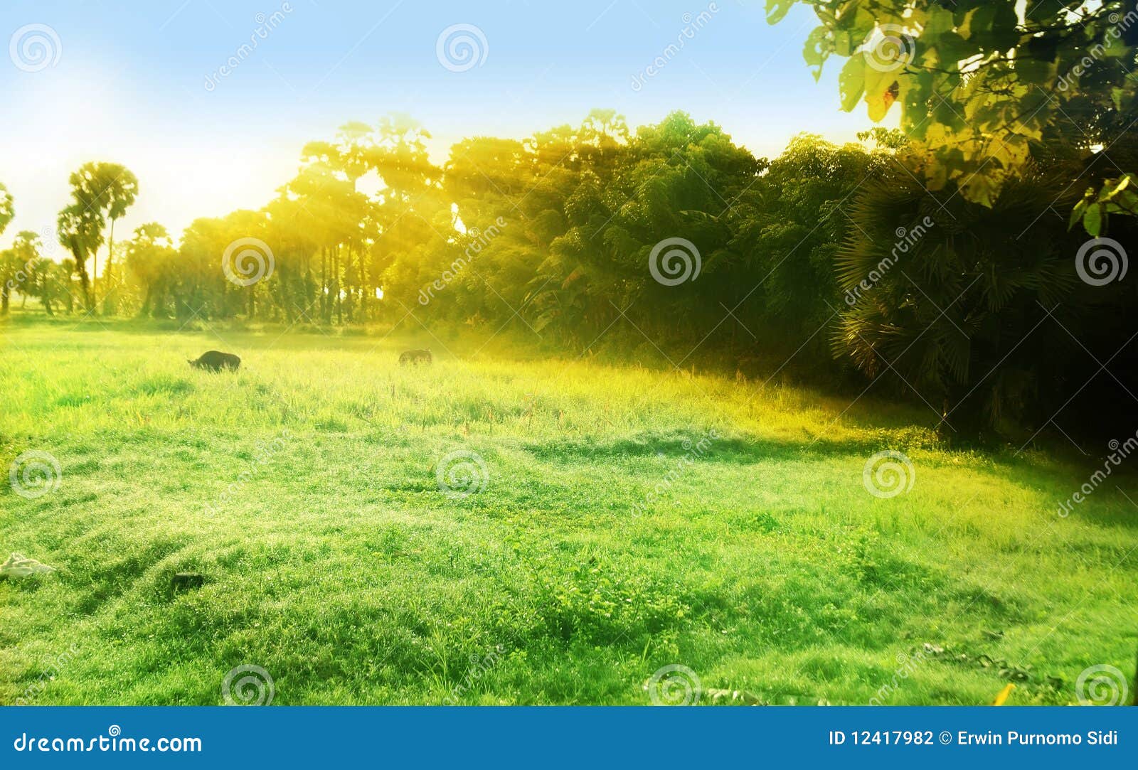 Mystical morning stock photo. Image of calm, road, mystical - 12417982
