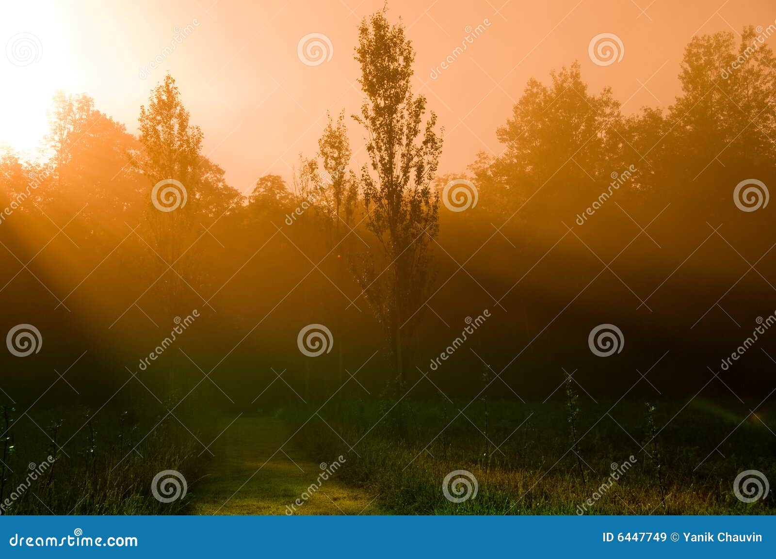 Mystical Morning stock image. Image of meadow, fall, fresh - 6447749