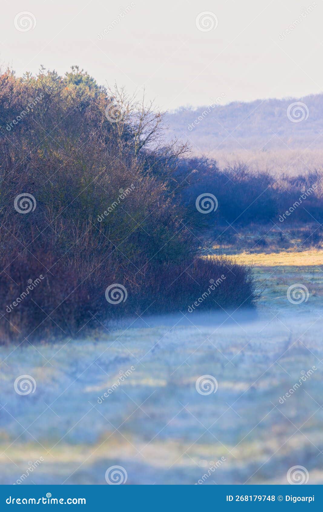 Mystical Morning, with Ground-level Fog in the Grass Stock Photo ...