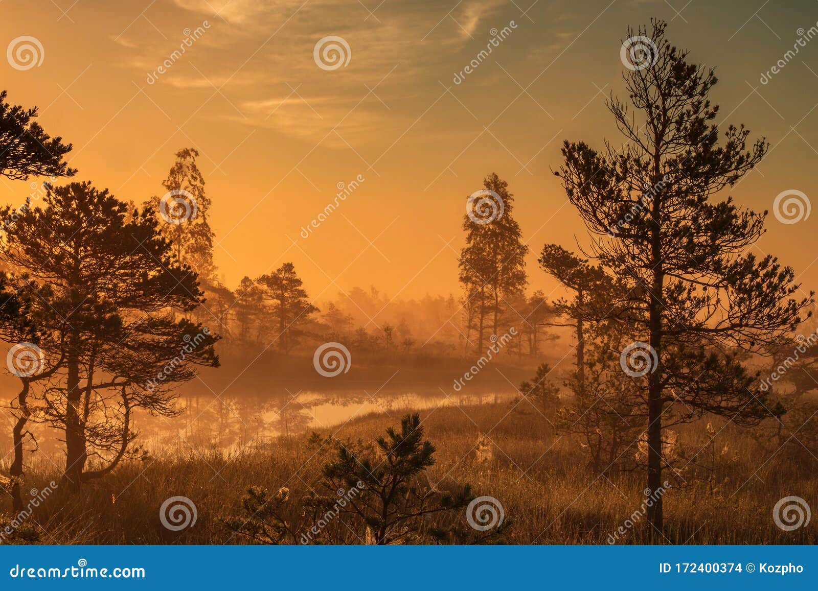 Mystical Morning in the Wild Taiga Stock Photo - Image of sunlight ...