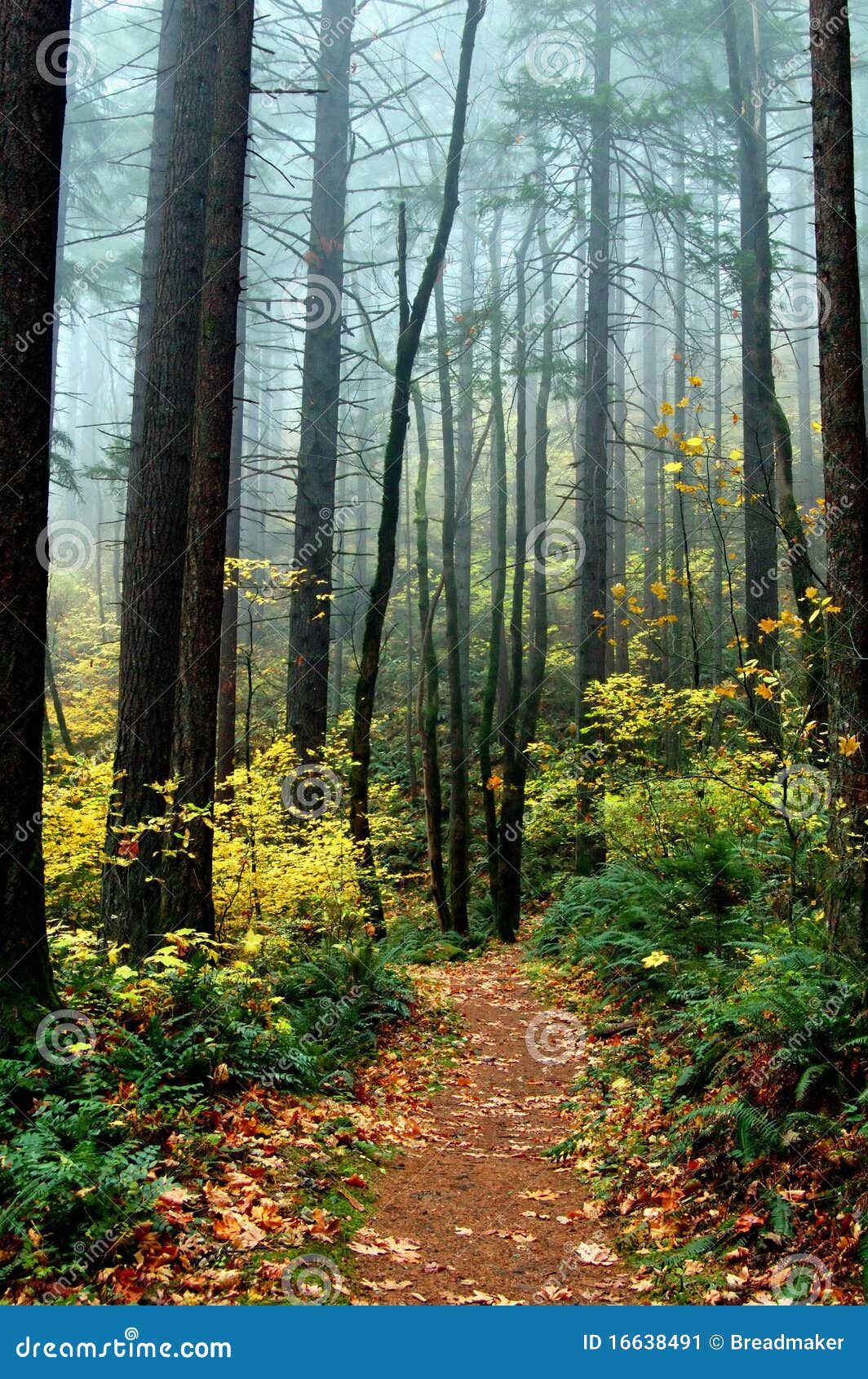 Mystical Path with Autumn Foliage Stock Image - Image of active, mist ...