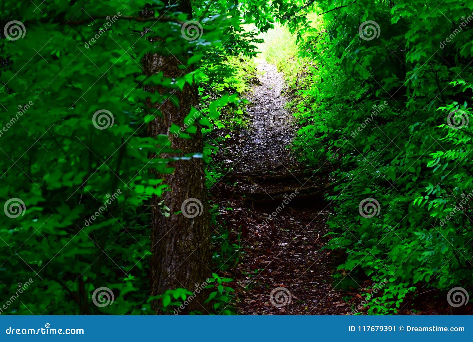 Mystical Path stock image. Image of stunning, surround - 117679391