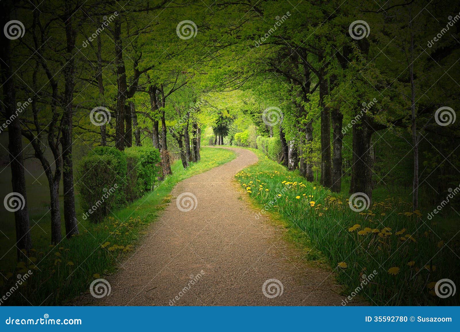 Mystical Path through a Dark Forest with Spotlight Stock Photo - Image ...