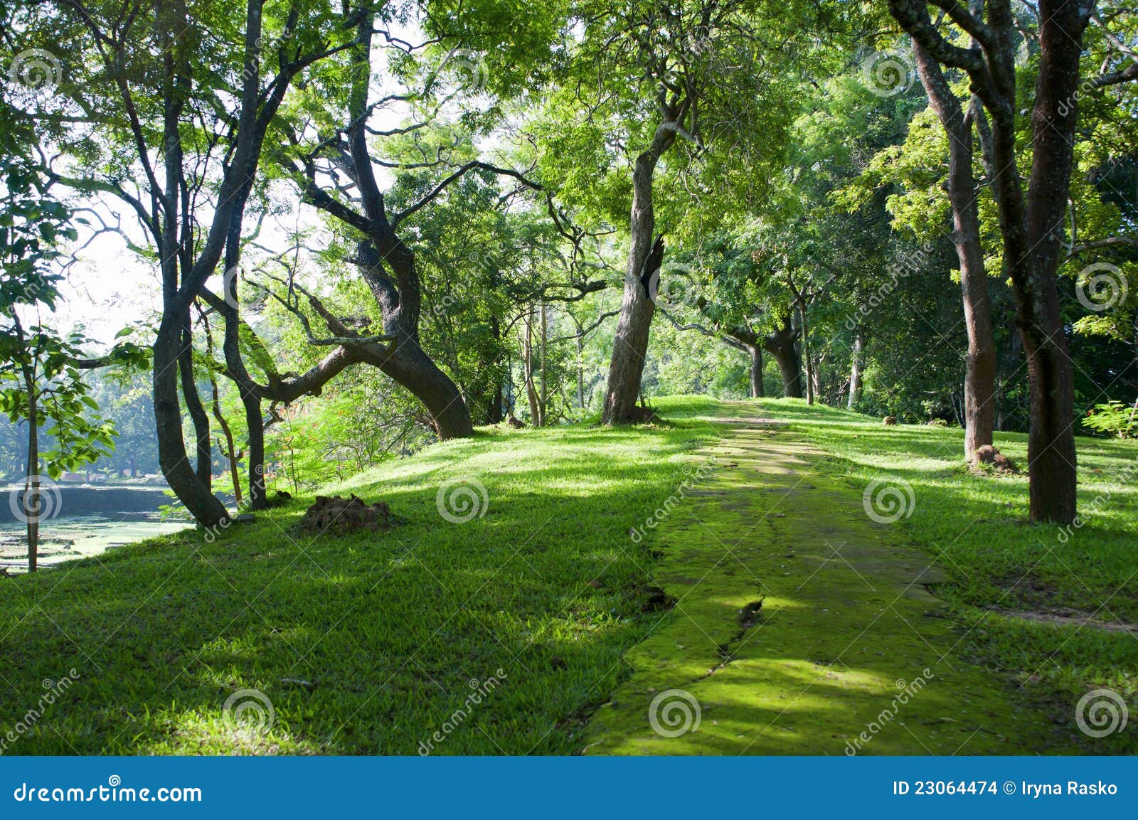 Mystical Path in Tropical Forest Stock Photo - Image of moss, damp ...