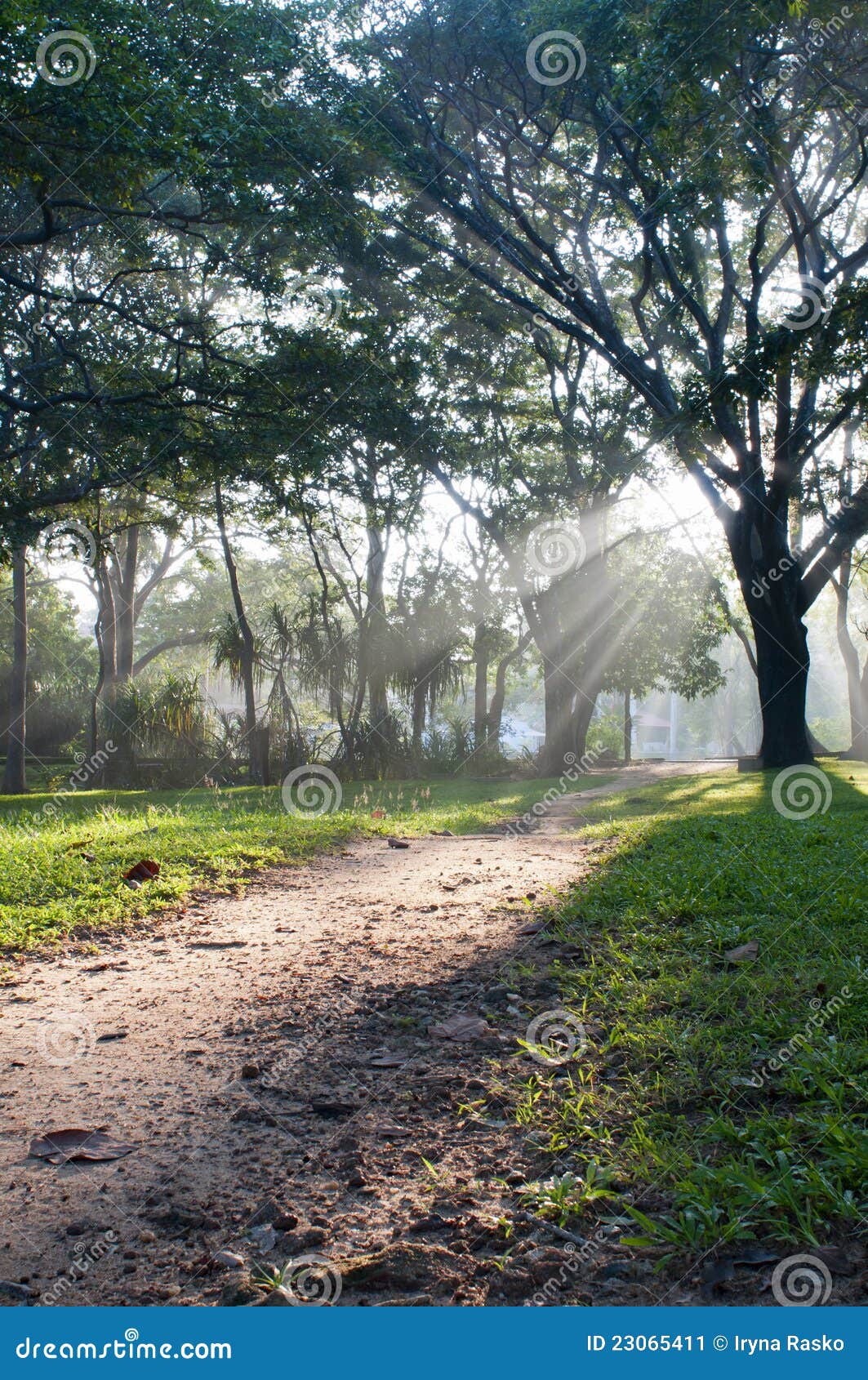 Mystical Path in Tropical Forest Stock Image - Image of leaves ...