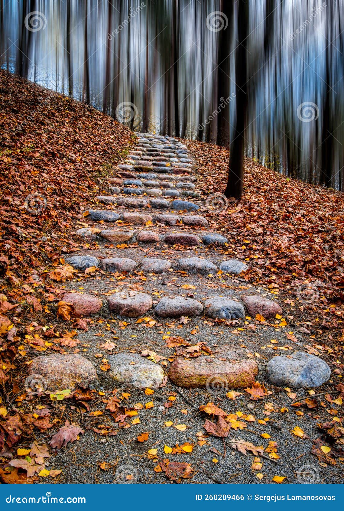 A Mystical Pathway In A Glowing Forest Stock Image | CartoonDealer.com ...
