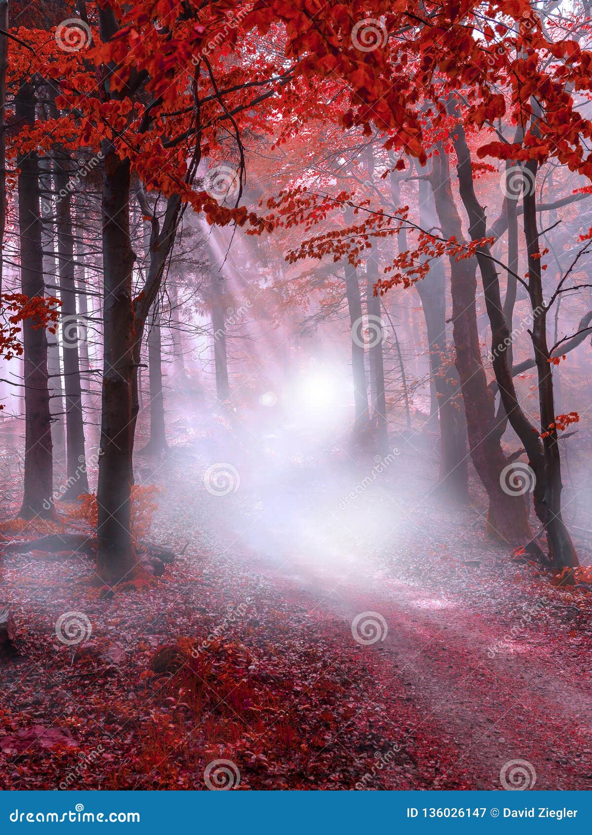 Mystical red forest stock image. Image of colors, landscape - 136026147