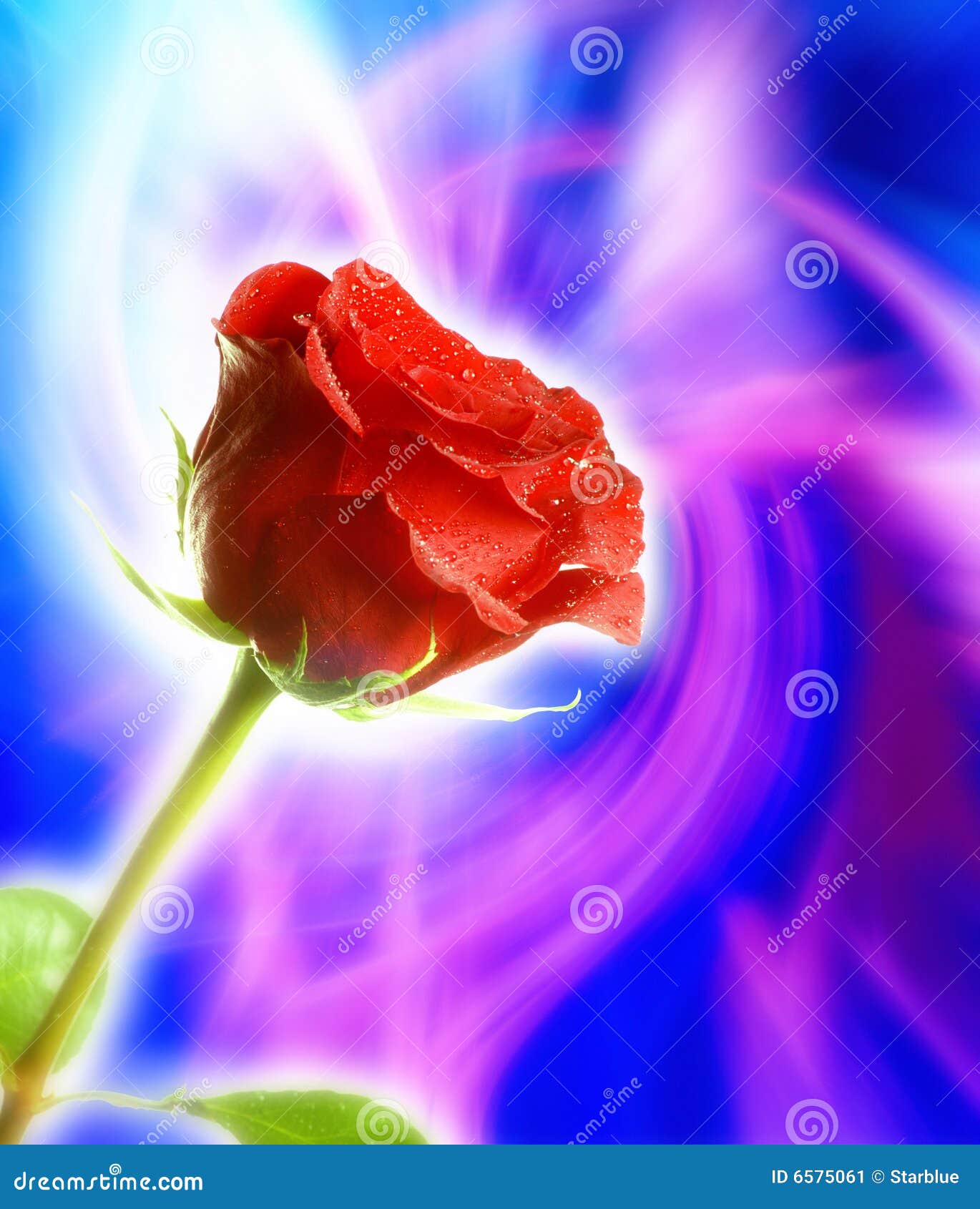 Mystical red rose stock image. Image of whirl, flower - 6575061