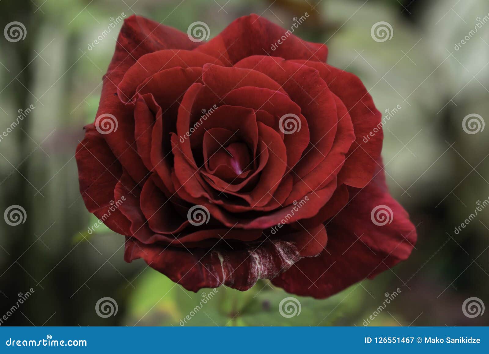 Mystical red rose stock image. Image of mystical, bloomed - 126551467