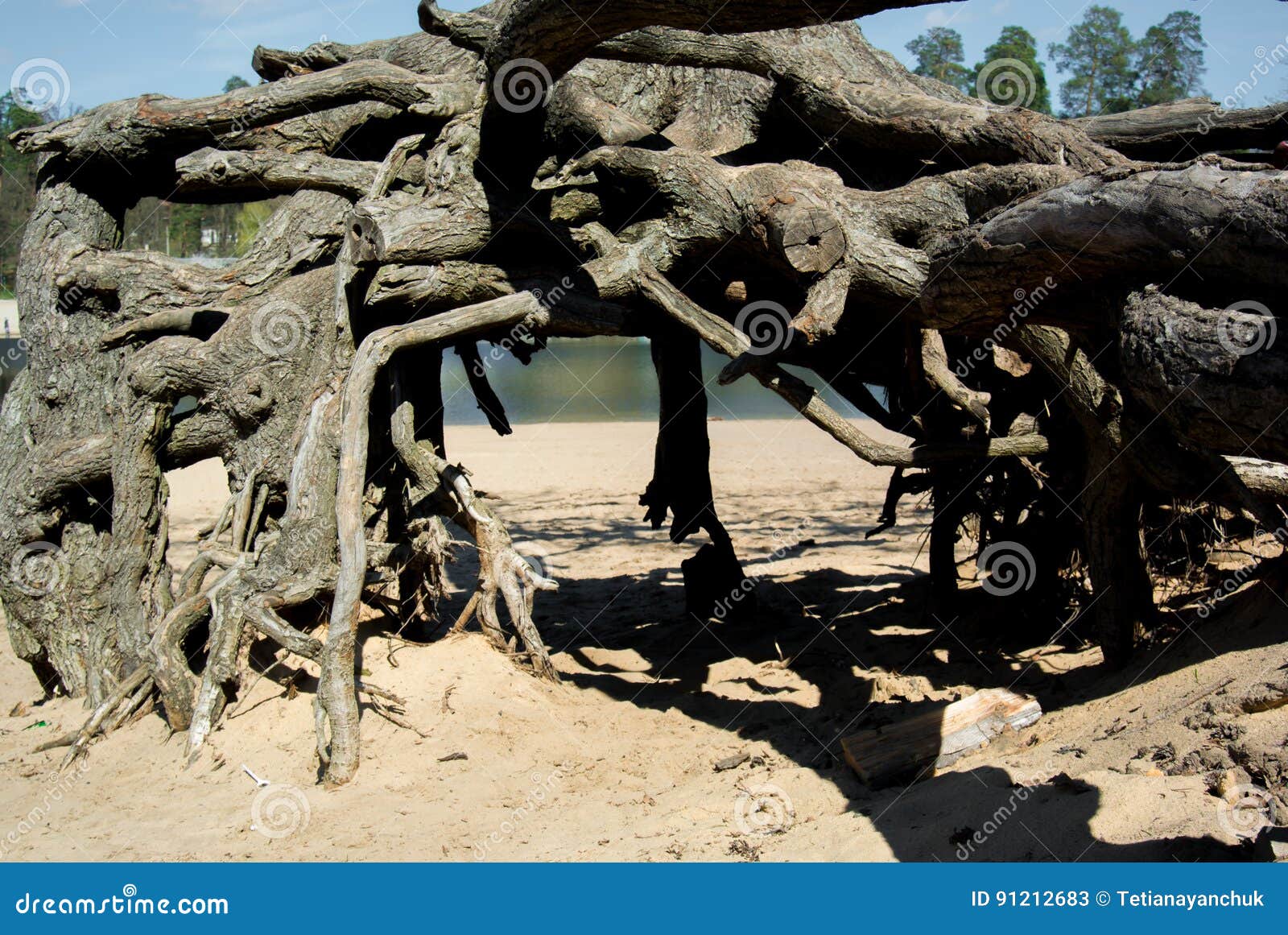 Mystical Roots in the Forest Stock Image - Image of lake, botanical ...