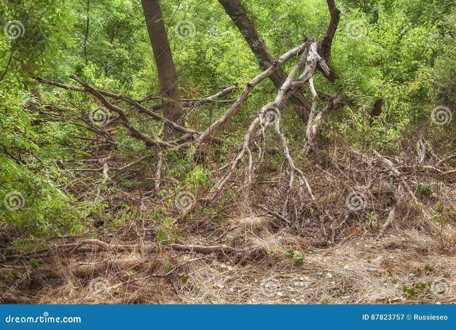 Mystical sinister forest stock image. Image of spooky - 87823757
