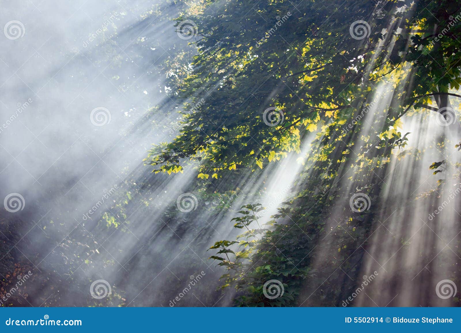 Mystical Sunlight Rays in Trees Stock Photo - Image of rays, magical ...