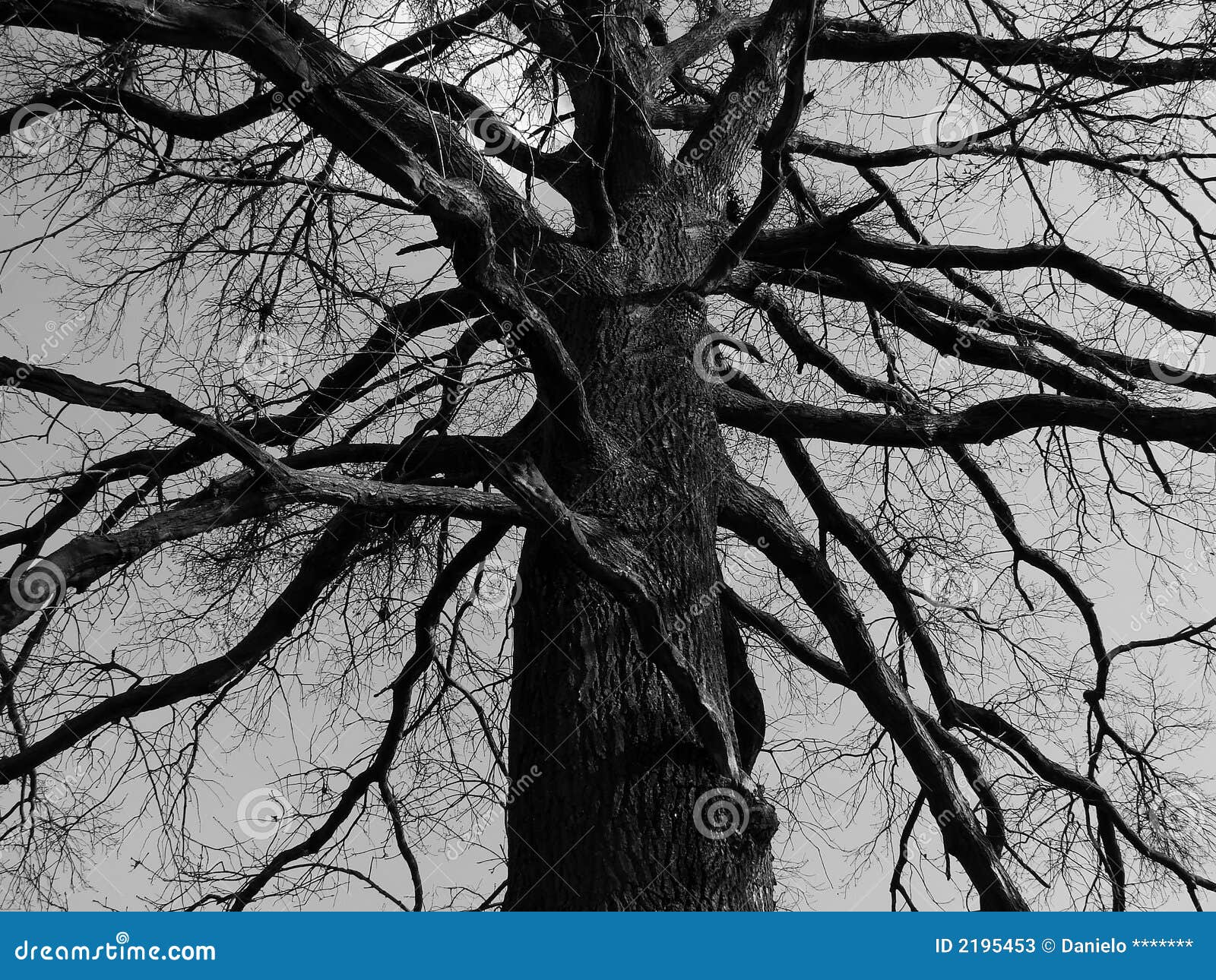Mystical tree stock image. Image of fear, pattern, bark - 2195453