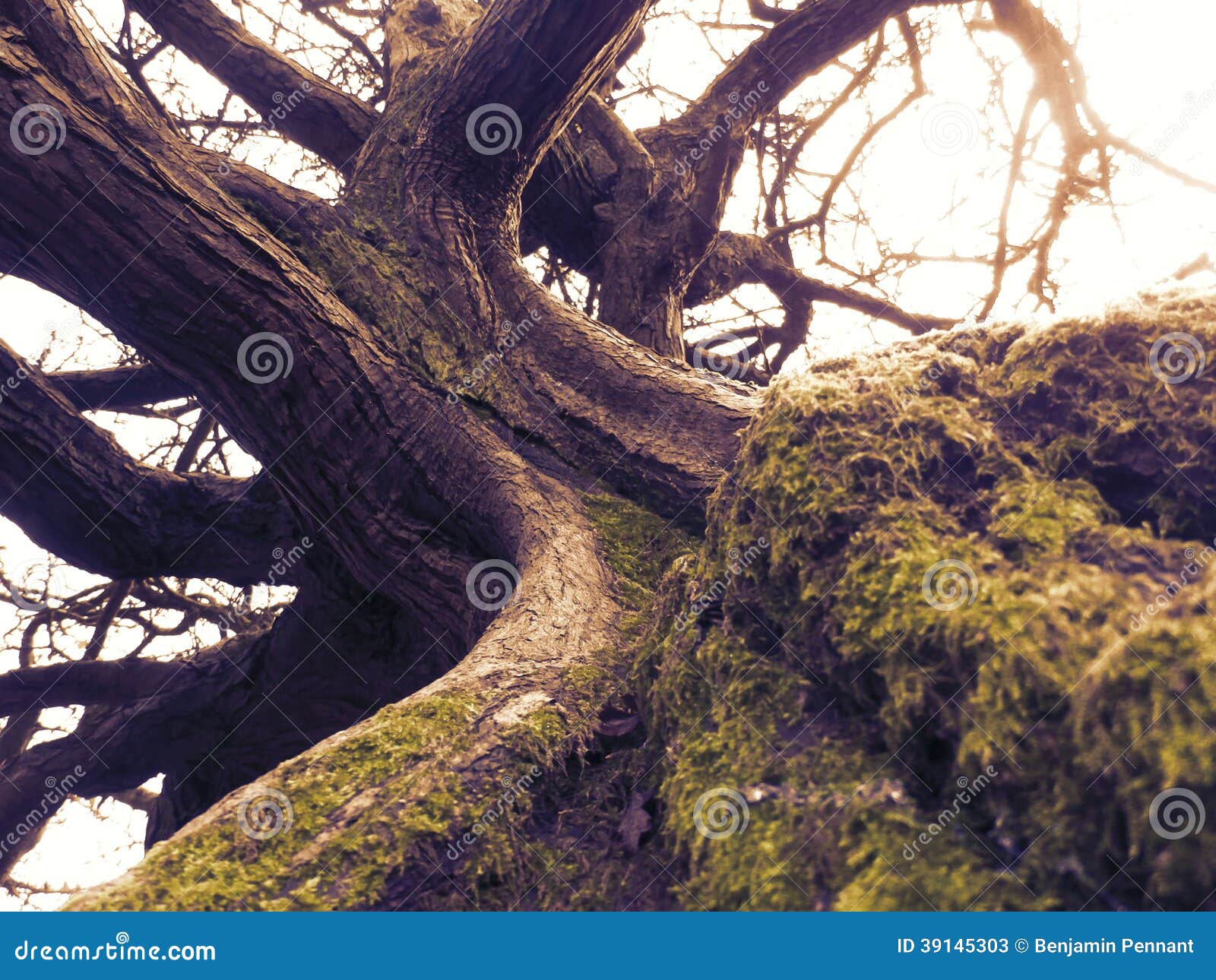 Mystical Tree stock image. Image of nature, landscape - 39145303