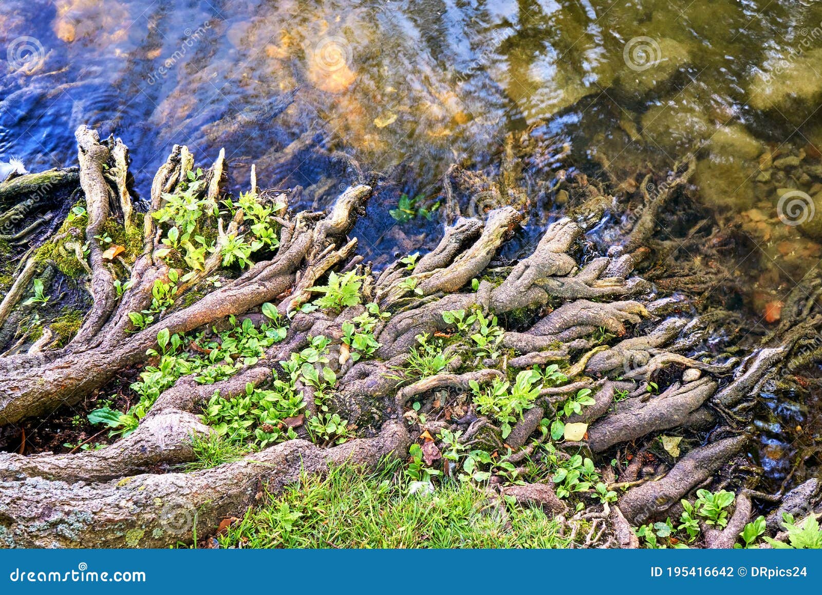 Mystical Tree Roots Meander into the Water of a Lake Stock Photo ...