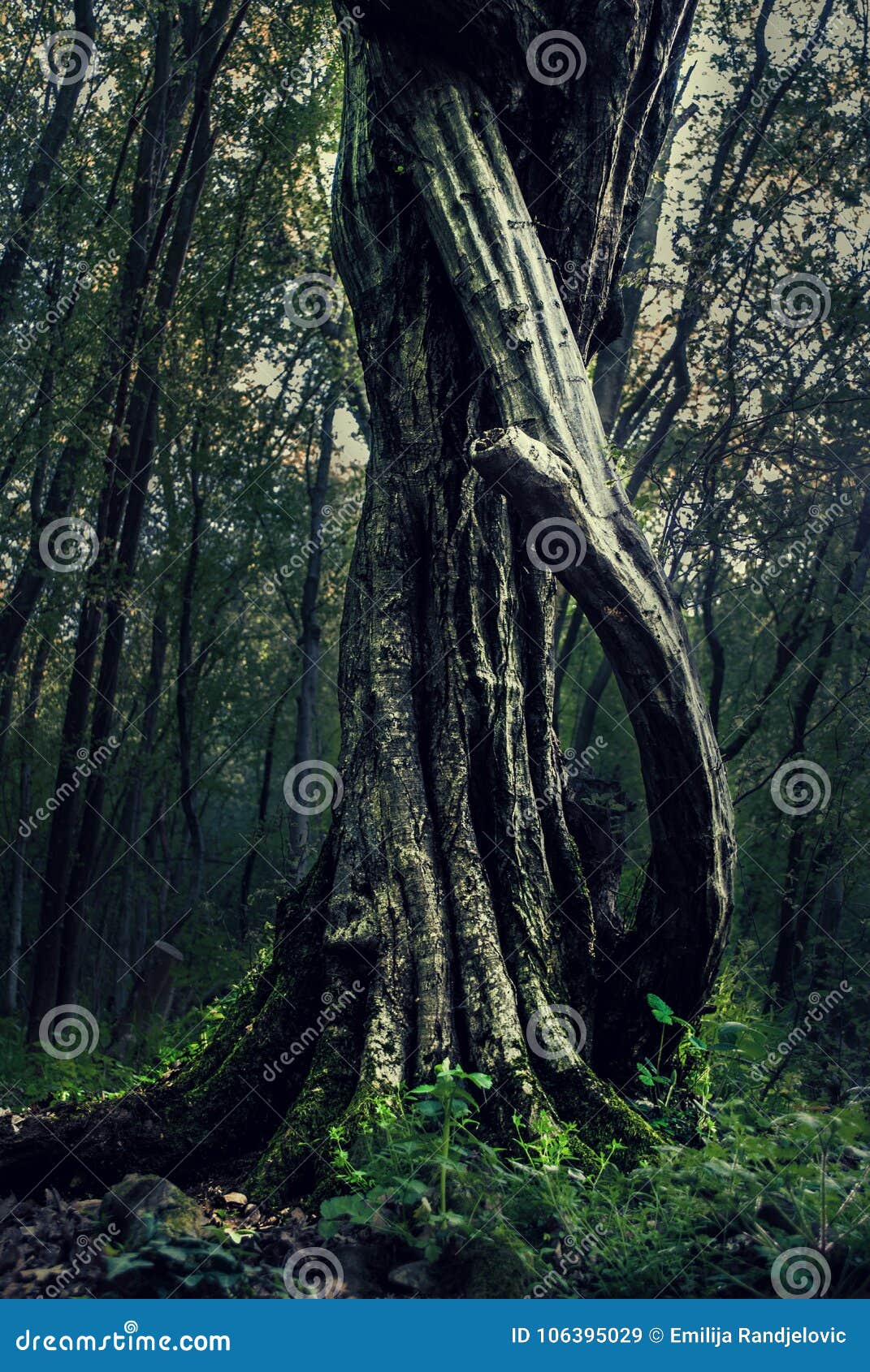 Mystical Tree Stock Photography | CartoonDealer.com #200088752