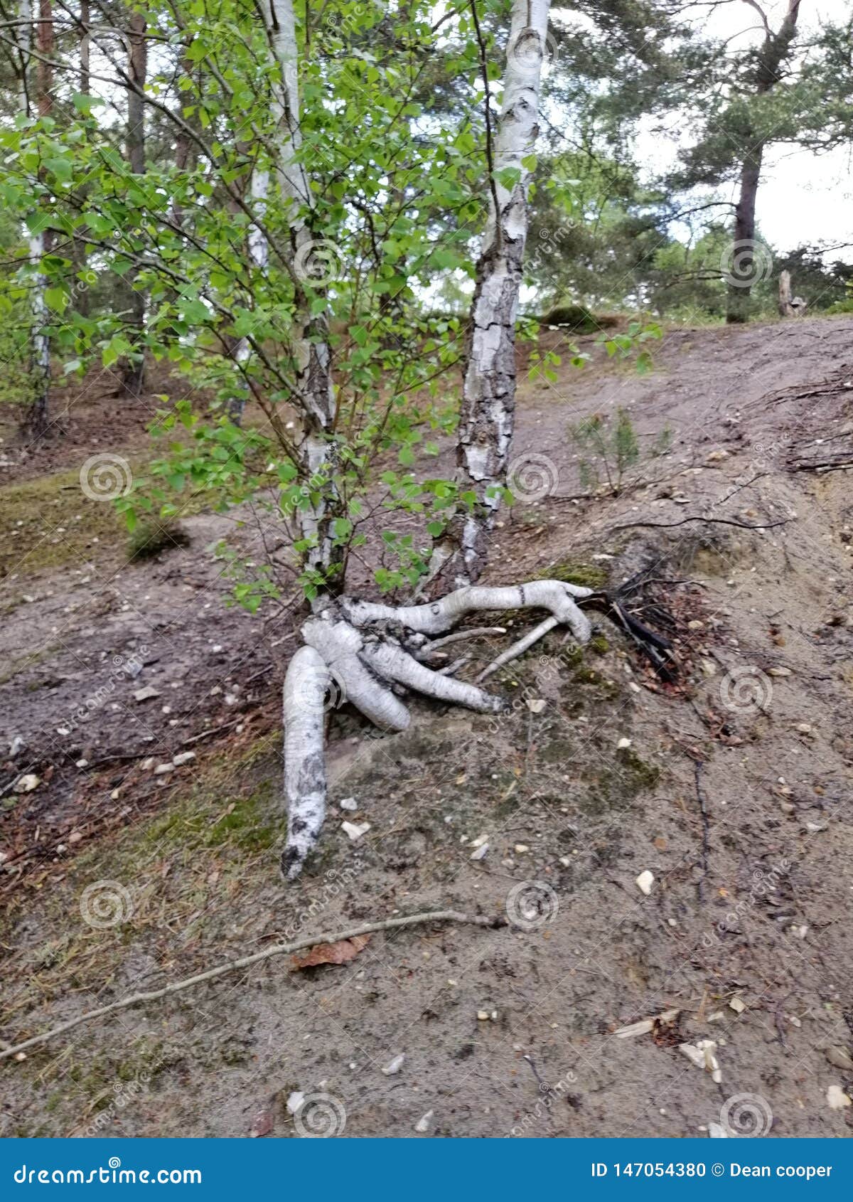 Mystical tree stock photo. Image of fable, wood, mystical - 147054380