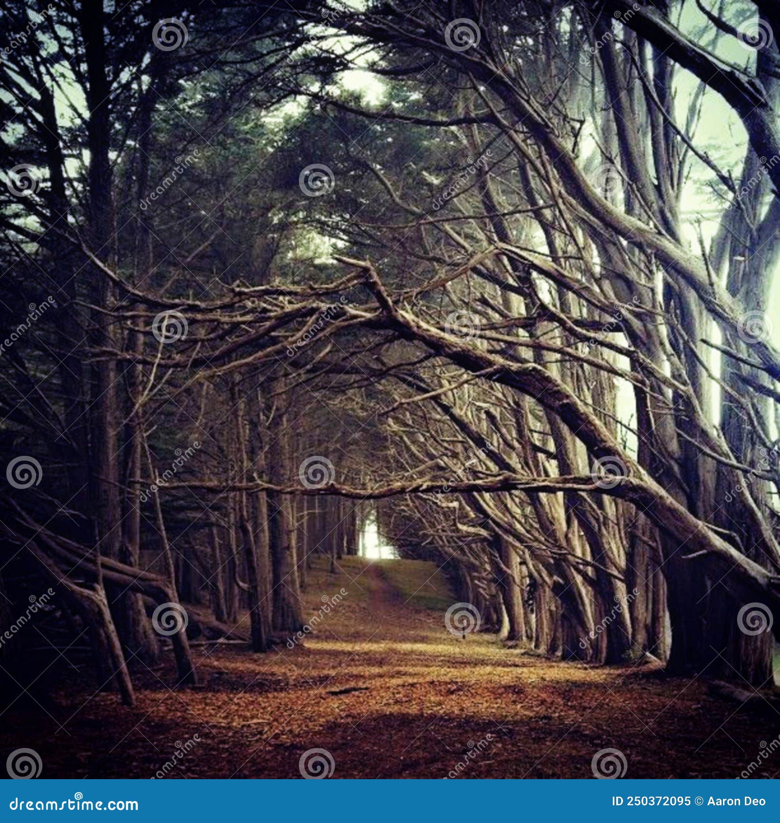 Mystical Tree Park With Large Curves And Impressive Tree Roots In ...