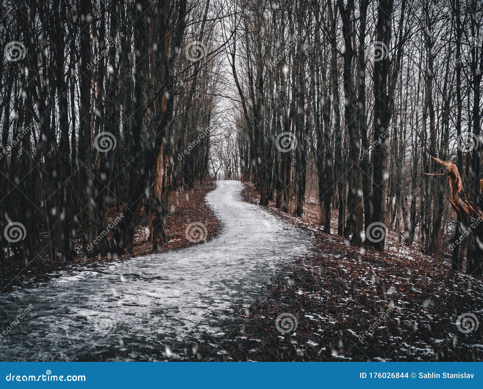 A Mystical Winding Path through a Dark Spring Forest. Stock Photo ...