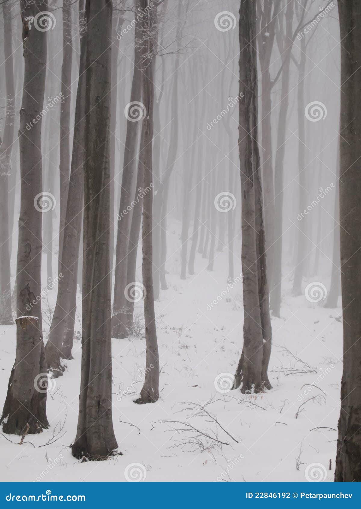 Mystical winter forest stock photo. Image of foggy, vertical - 22846192