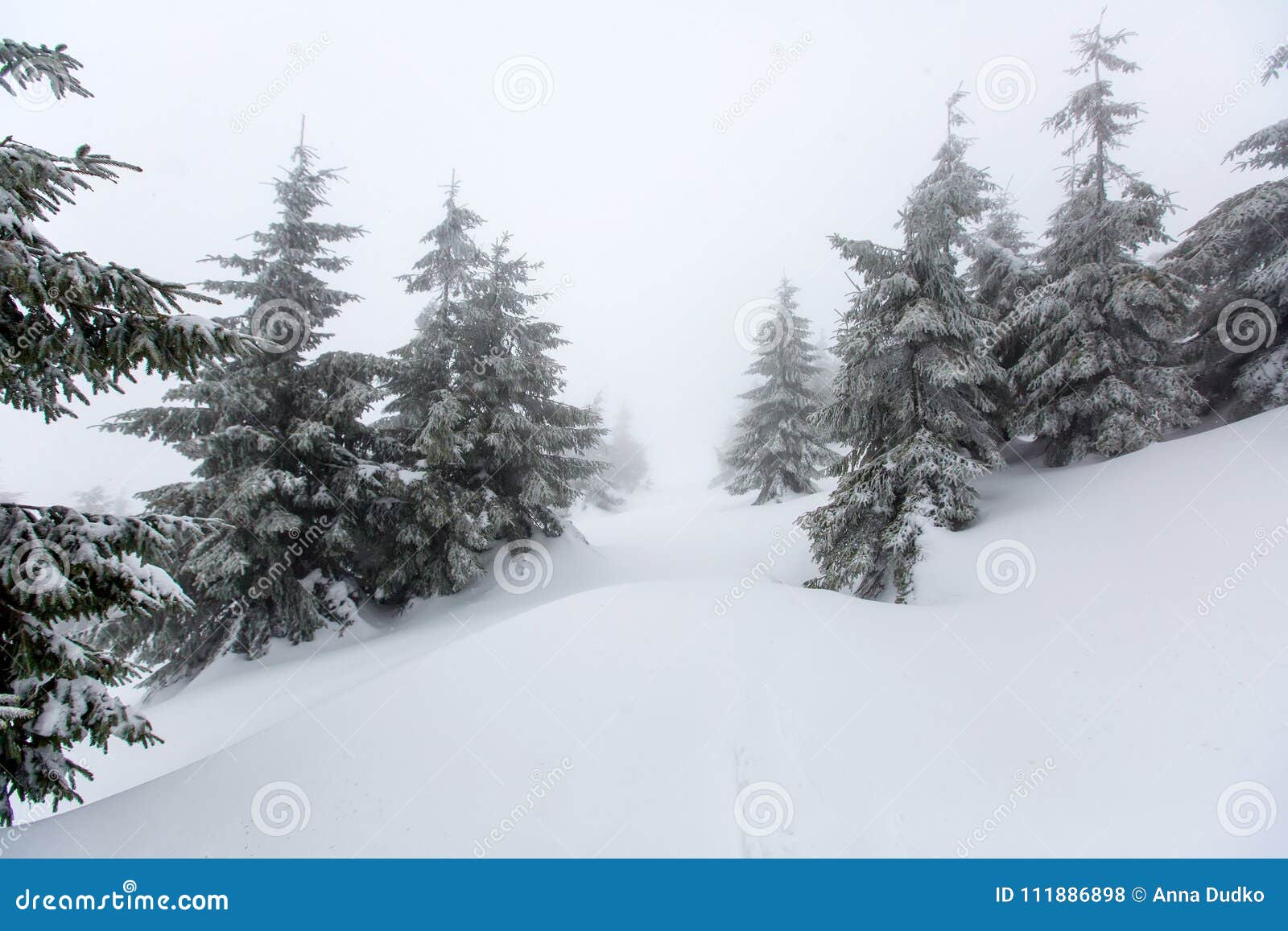 Mystical Winter Forest Covered with Snow on Cloudy Day Stock Photo ...