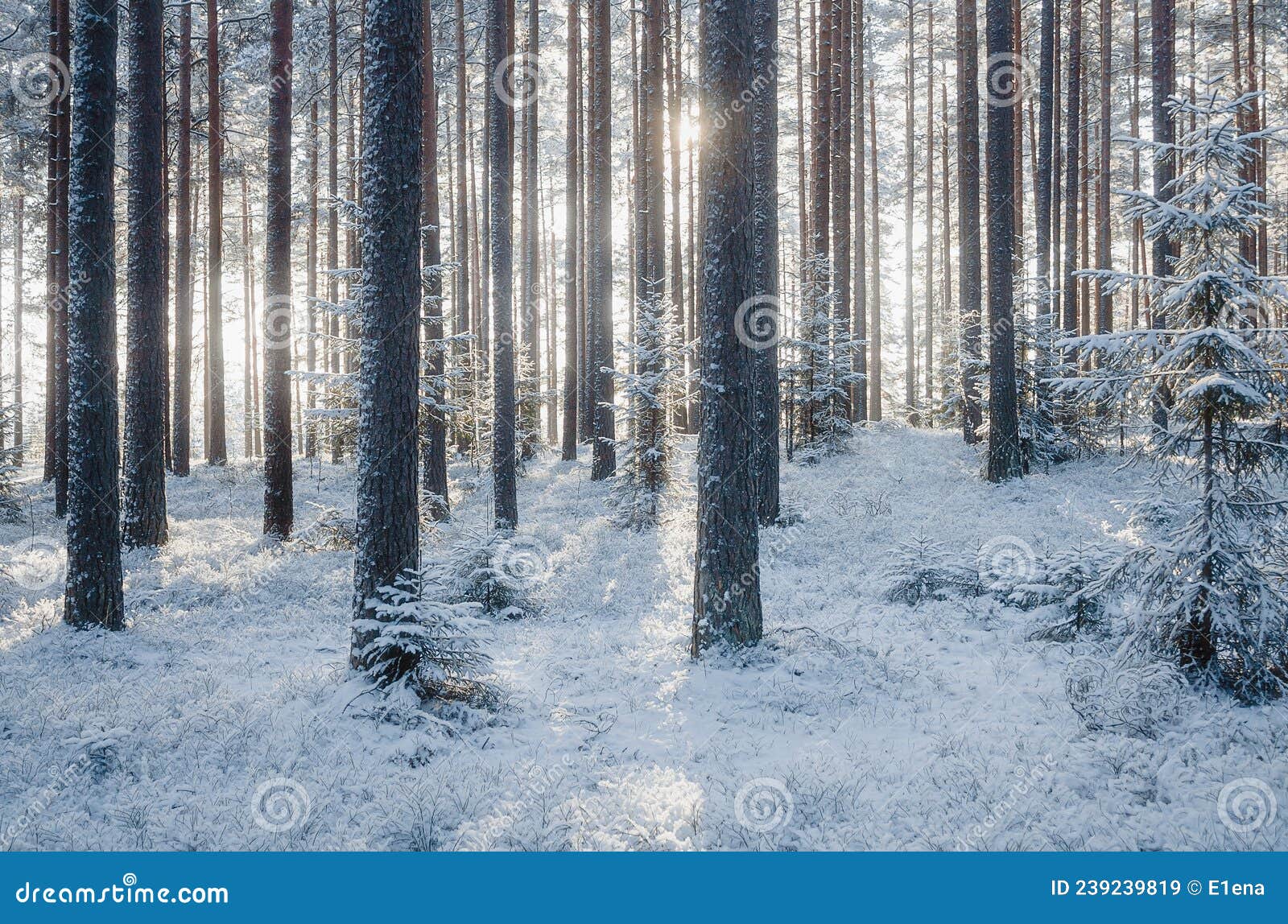 Mystical winter forest stock image. Image of covered - 239239819