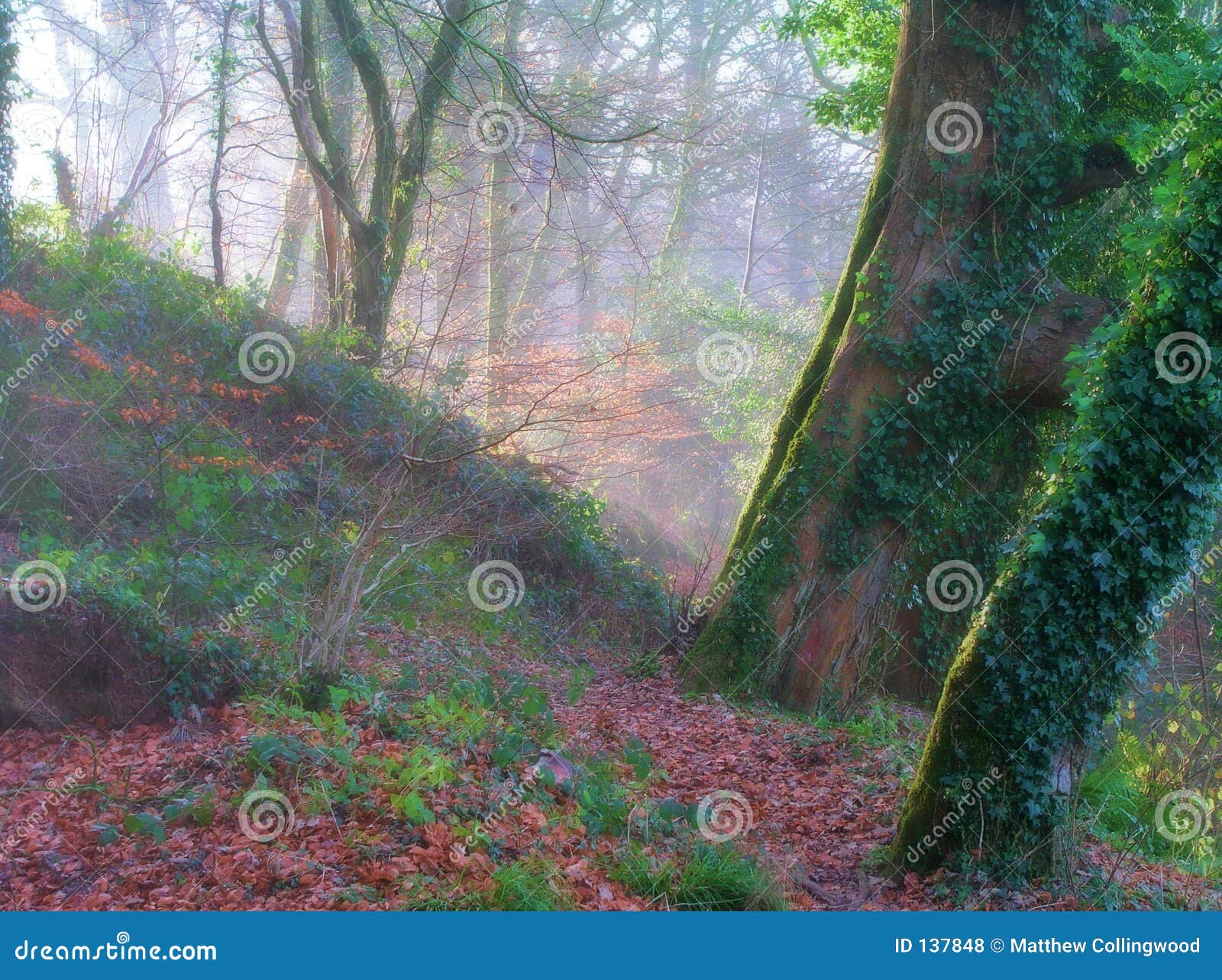 Mystical Woods stock photo. Image of light, misty, leaves - 137848
