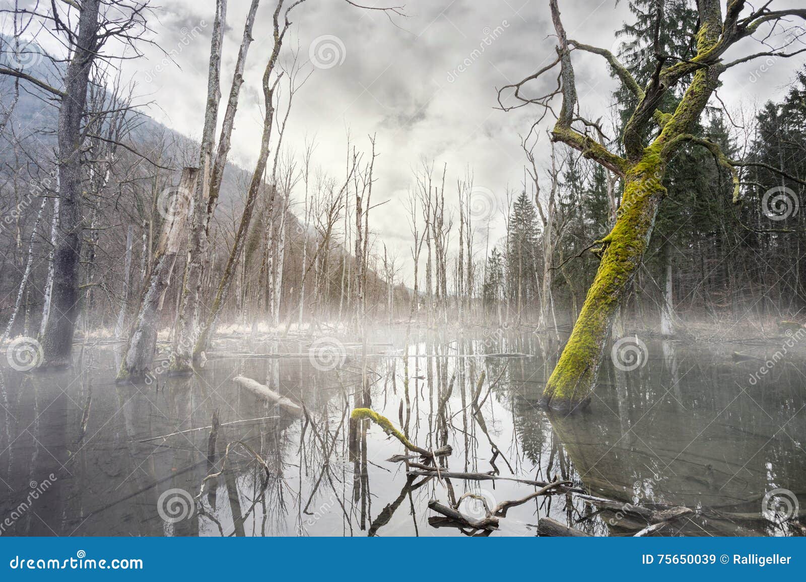 Mysticus Mistig Moeras Met Dode Bomen Stock Afbeelding - Image of ...