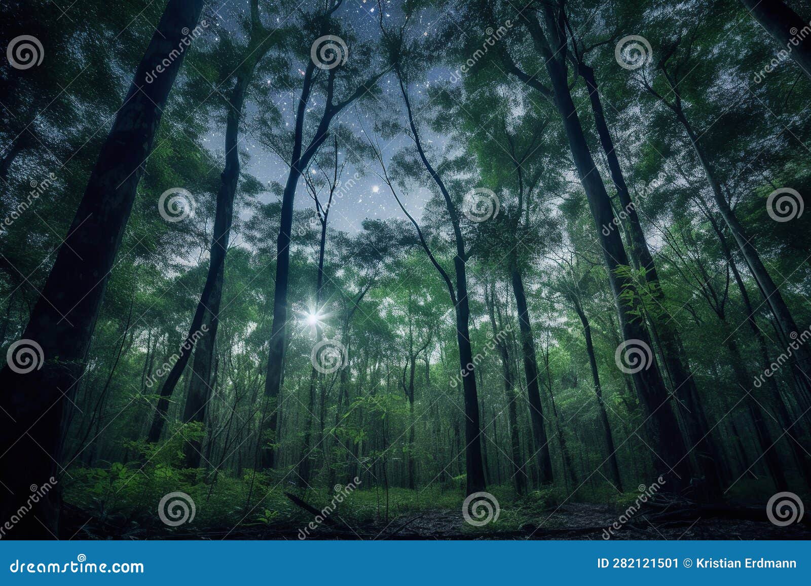 Mystique Moonlit Forest Stock Image | CartoonDealer.com #282121501