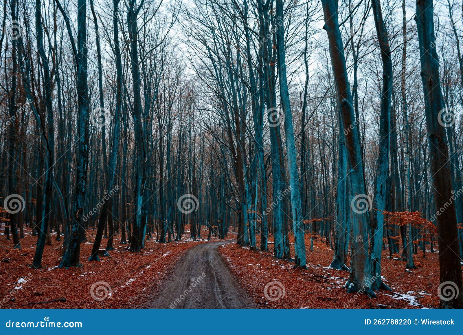 Mystique View of a Forest with Bare Trees and a Path in Winter Stock ...