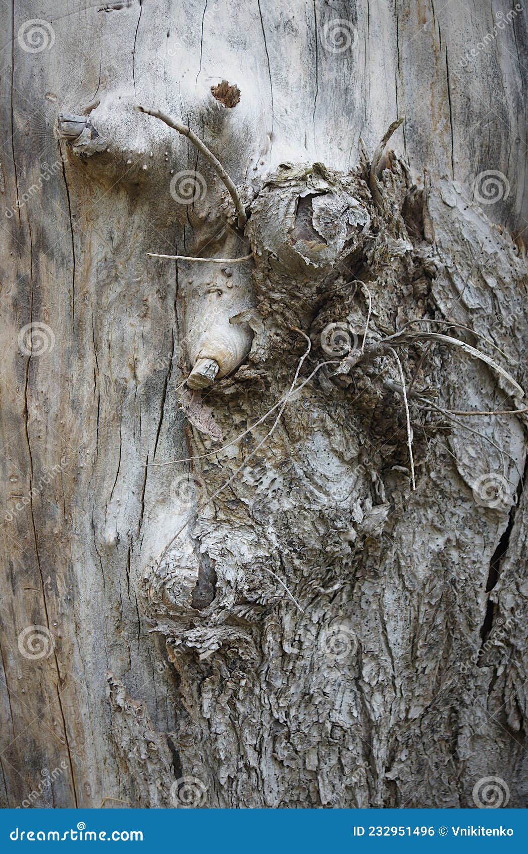 Mythological Monster on the Old Tree Trunk Stock Photo - Image of woods ...