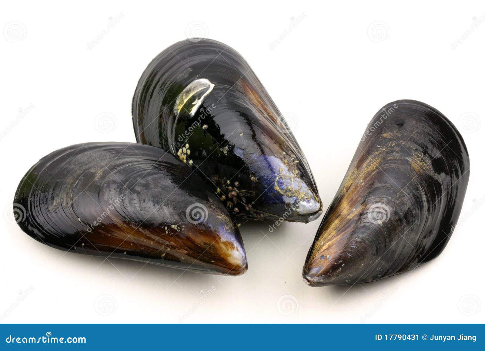 Mytilus edulis stock image. Image of food, mussel, blue - 17790431